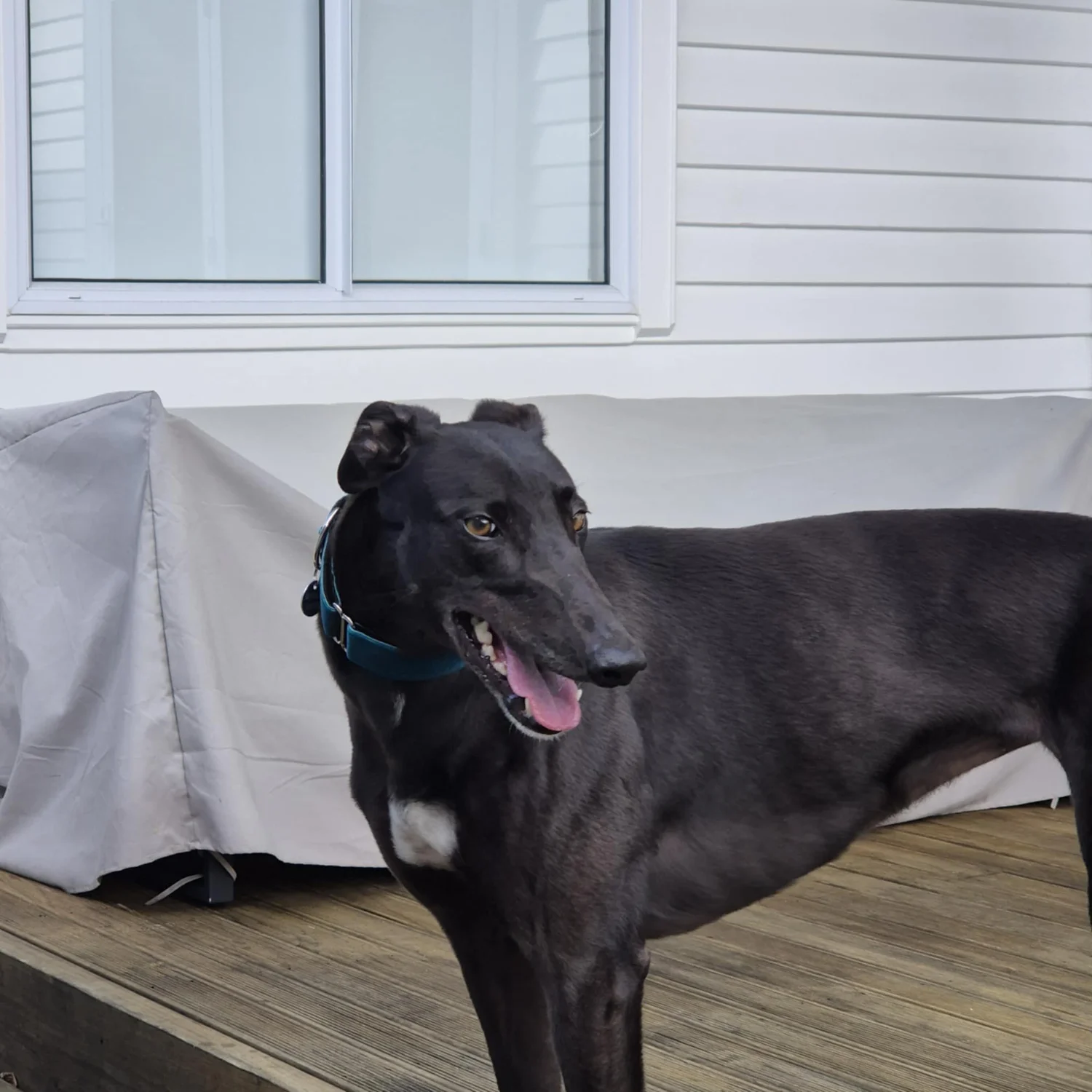 Our Greyhounds — May Hounds | Greyhound Rehoming Group