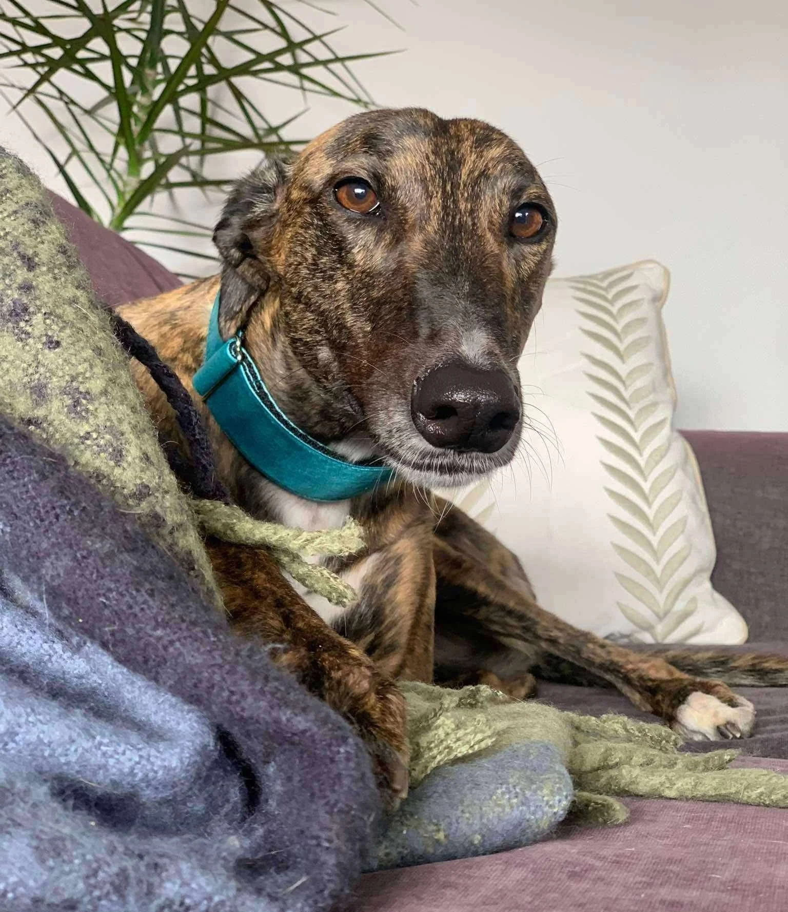 Our Greyhounds — May Hounds | Greyhound Rehoming Group
