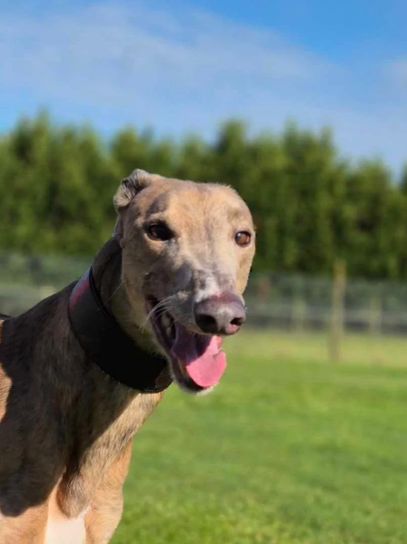 Our Greyhounds — May Hounds | Greyhound Rehoming Group