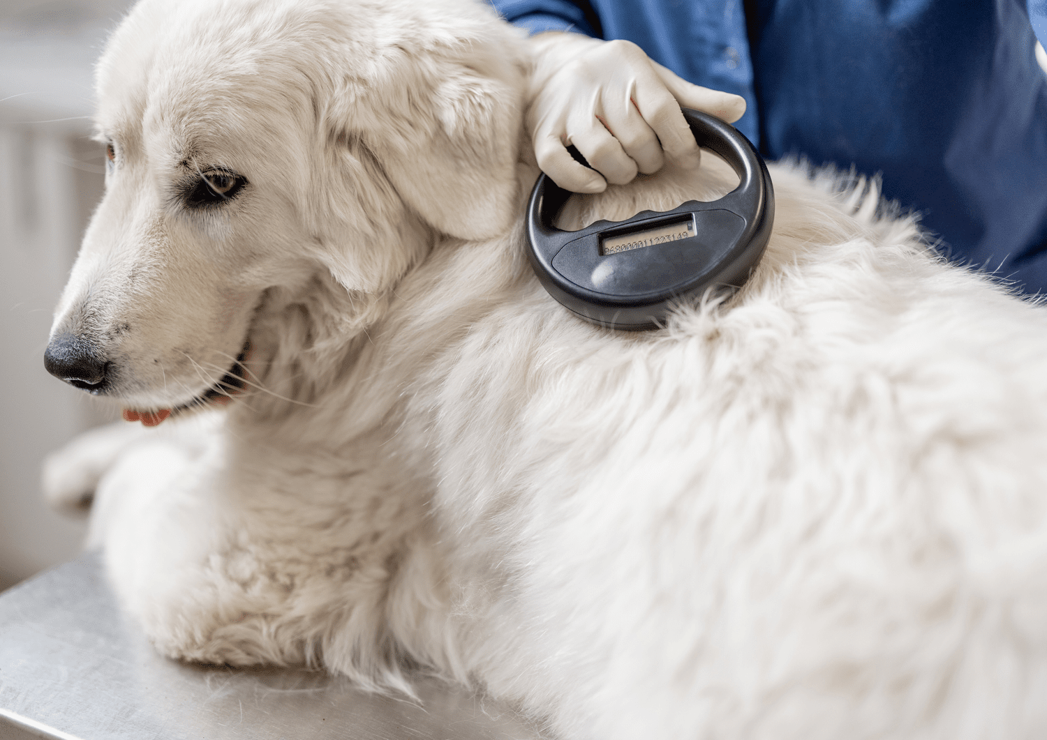 Our Qualifications — VetSkill