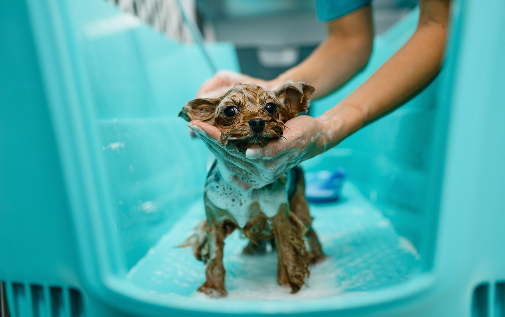 Our Qualifications — VetSkill