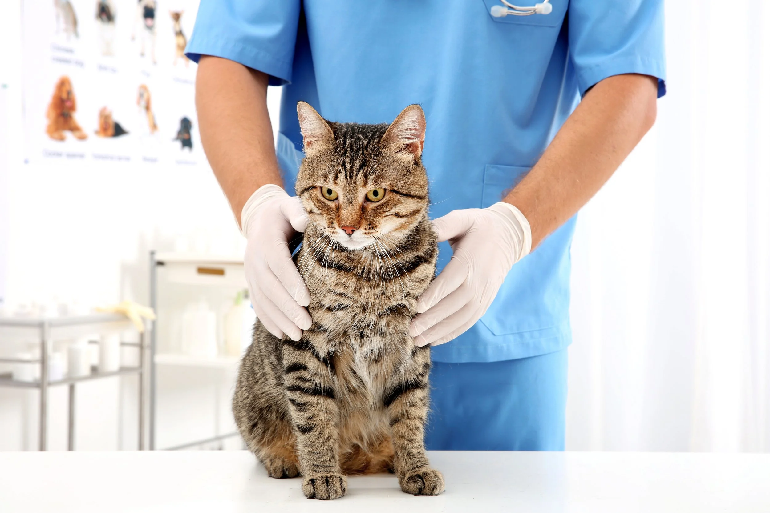 Our Qualifications — VetSkill