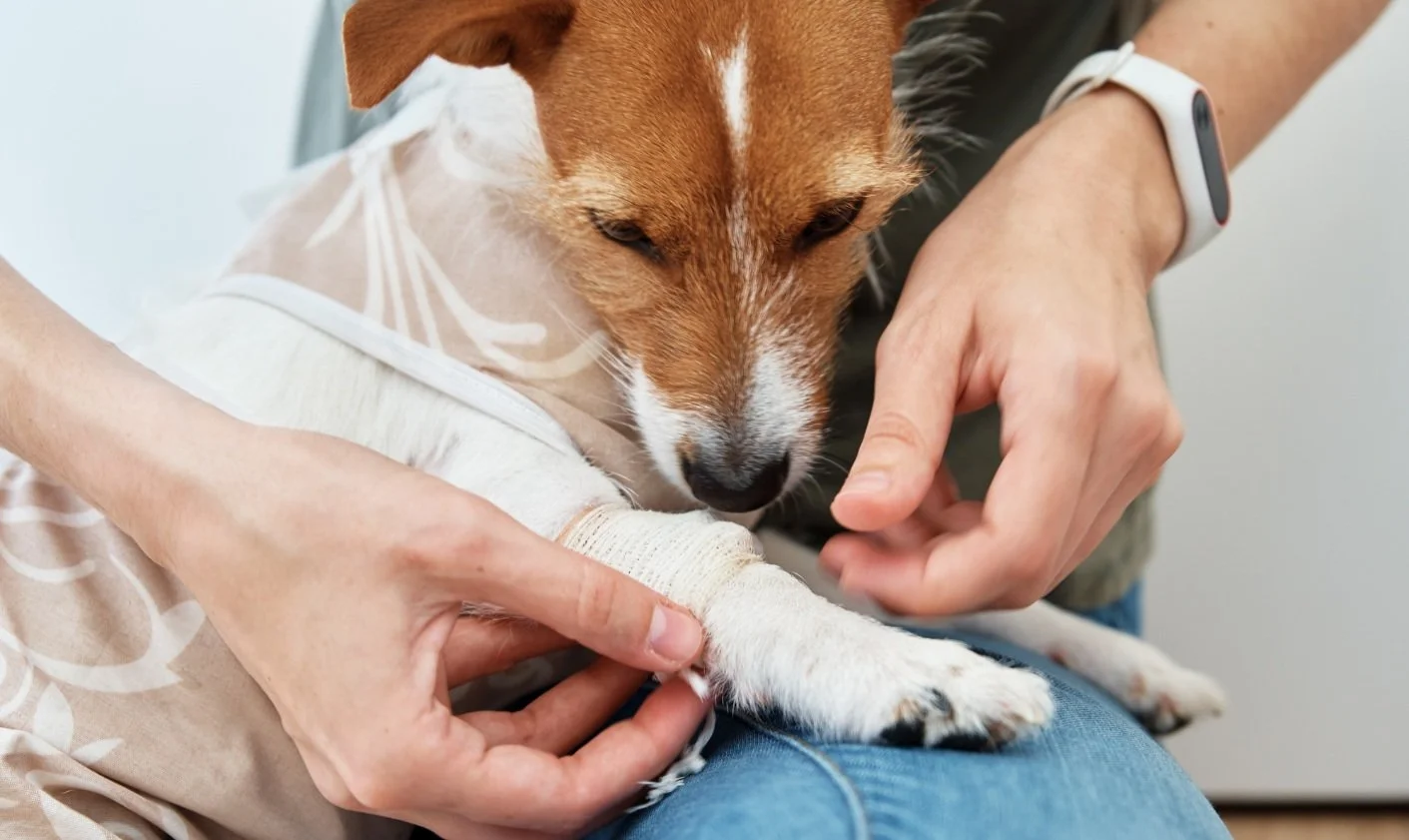 VetSkill launches industry-led regulated Canine First Aid qualification — VetSkill