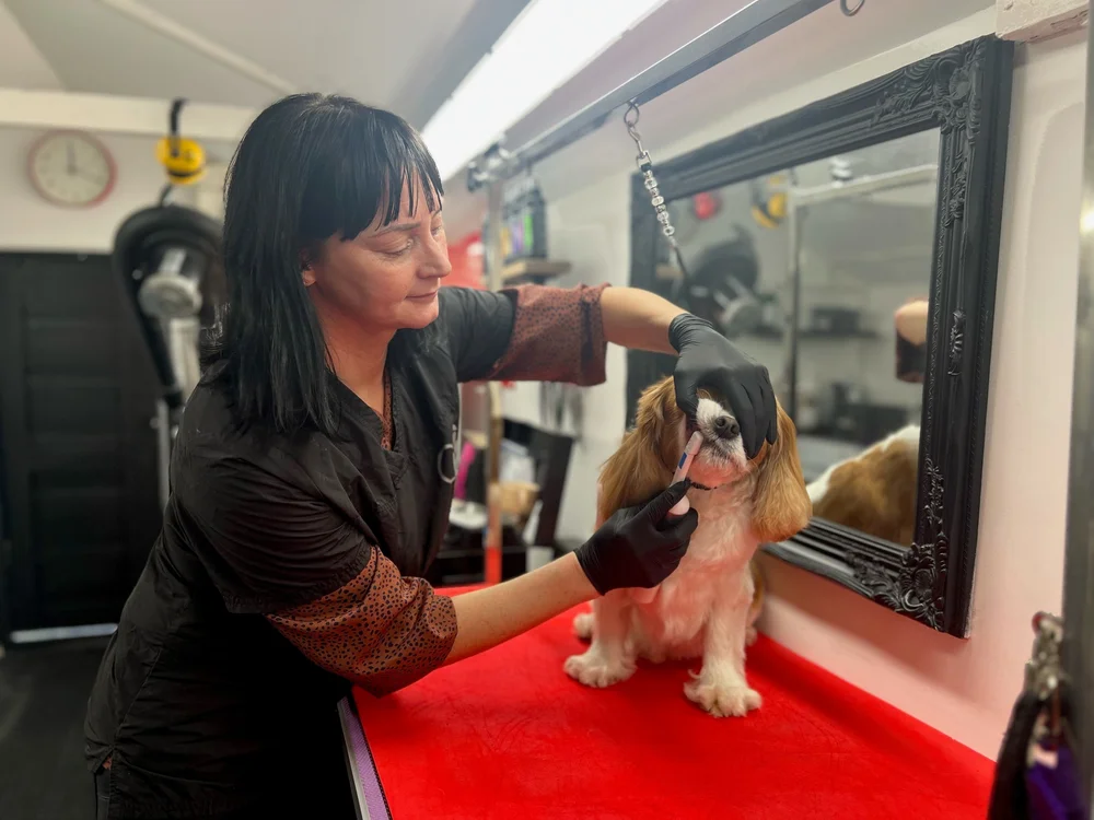 Our Qualifications — VetSkill