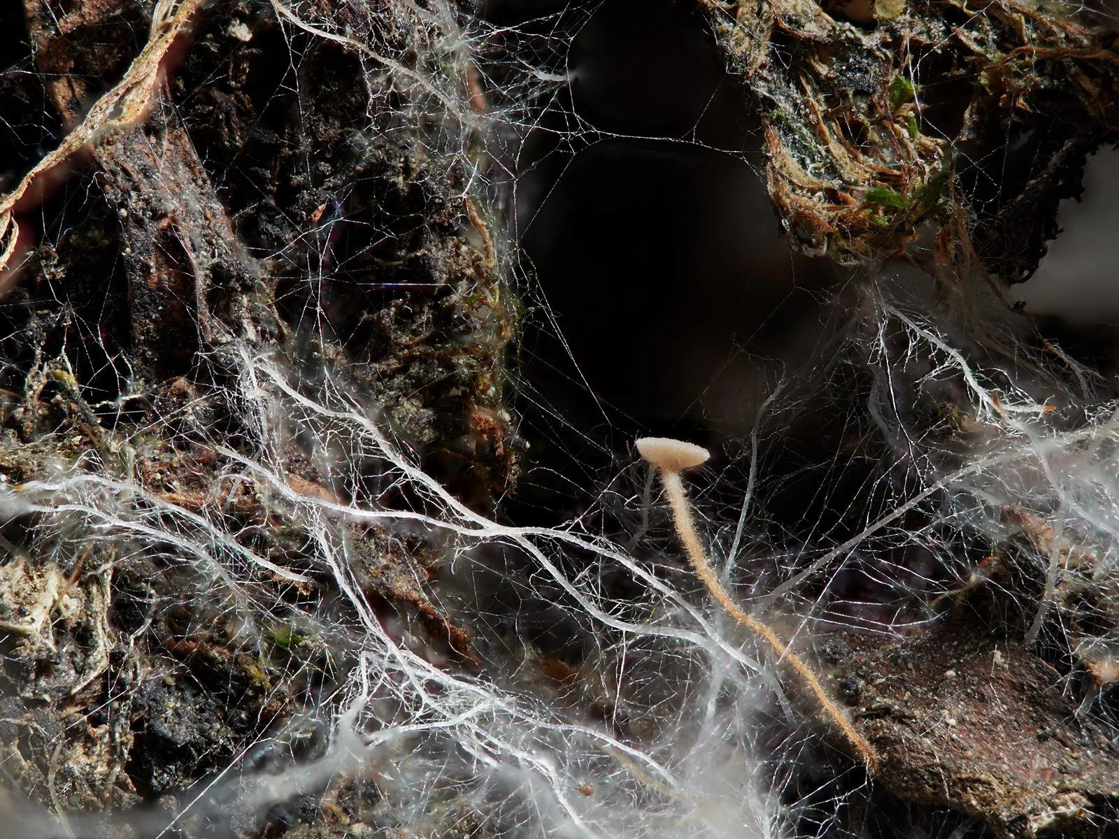 Join the Mycelium Composting Network — Old Tree Soil