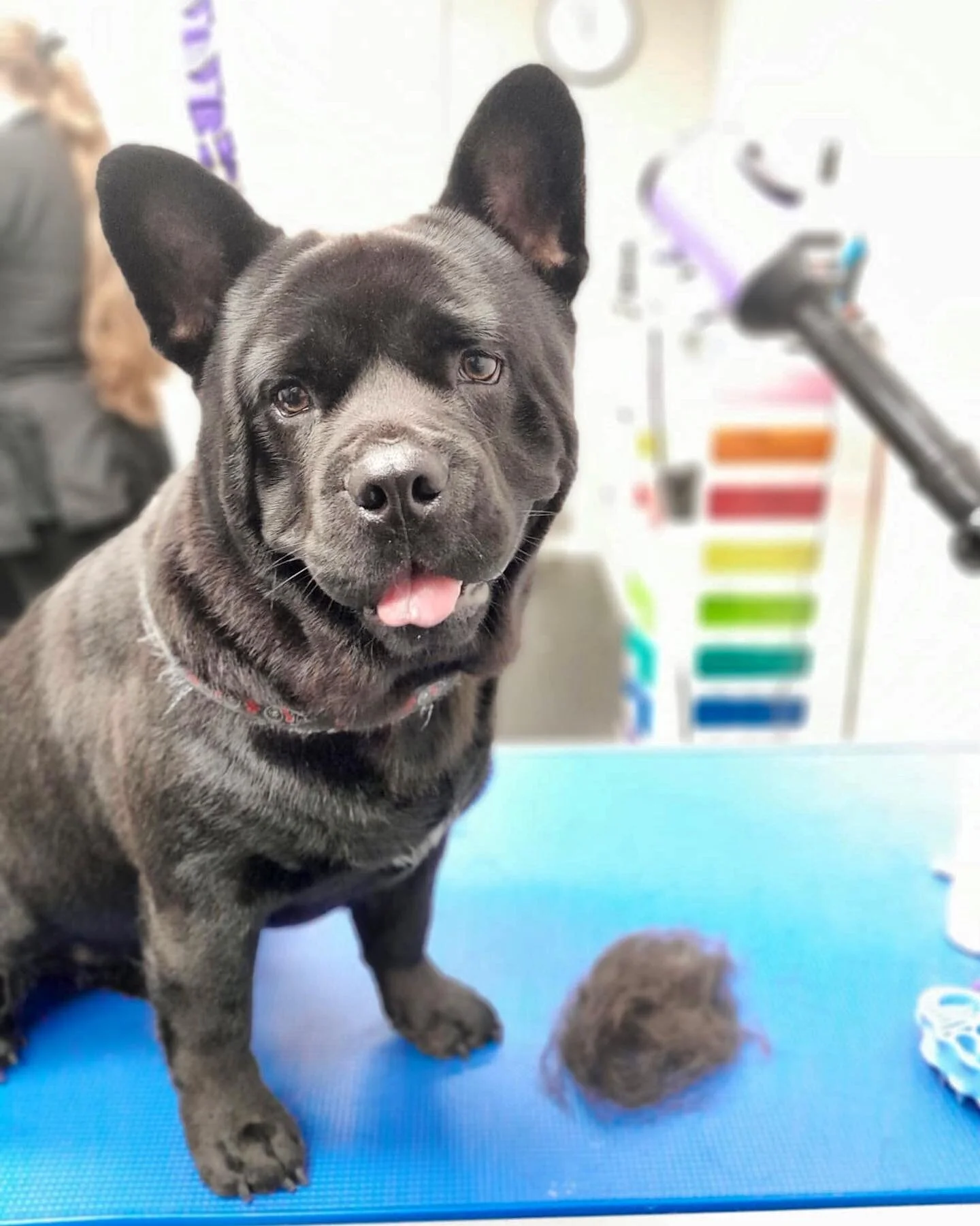 Gallery 1 — DogzBody Spa