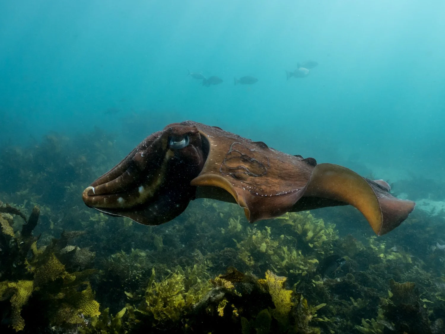 5 great summer freediving spots in Sydney — Ocean Instinct Freediving