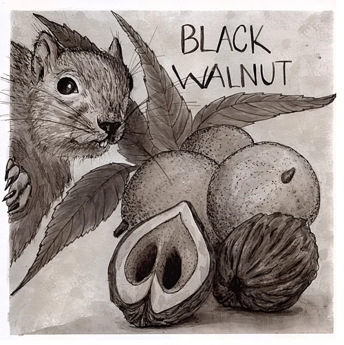 Erika's Some-Nonsense Black Walnut Ink Recipe — Erika Karl Studio