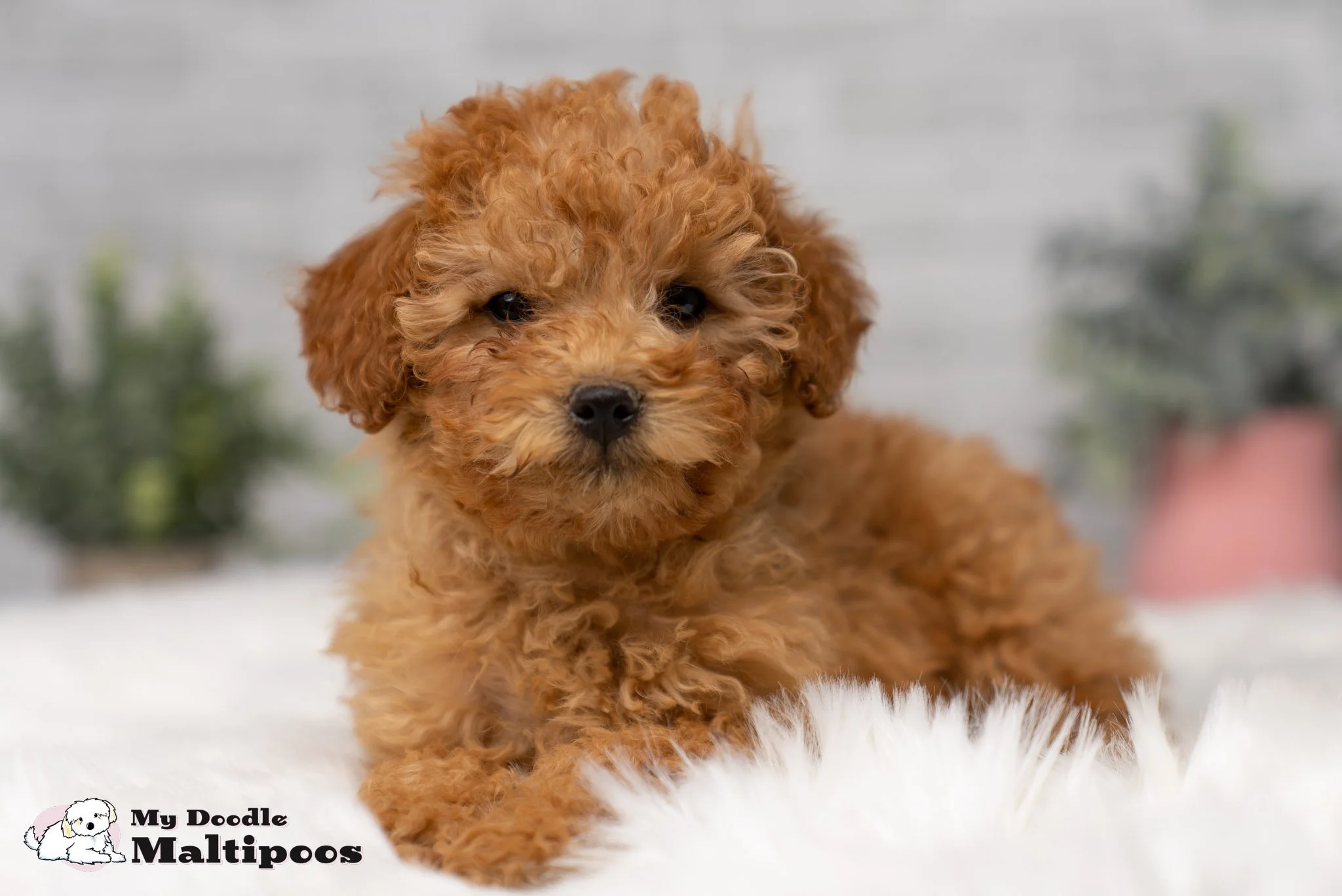 Cavapoo Dog Breed characteristics, pictures, facts and more — My Doodle ...