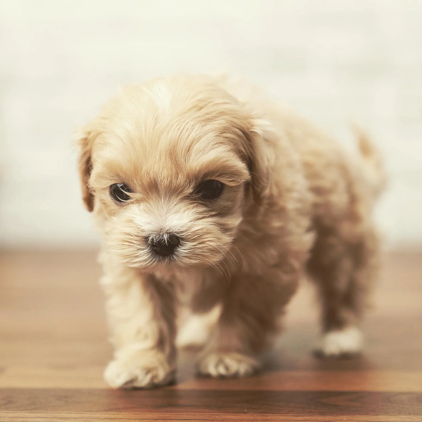 Do Maltipoo Colors Change — My Doodle Puppy