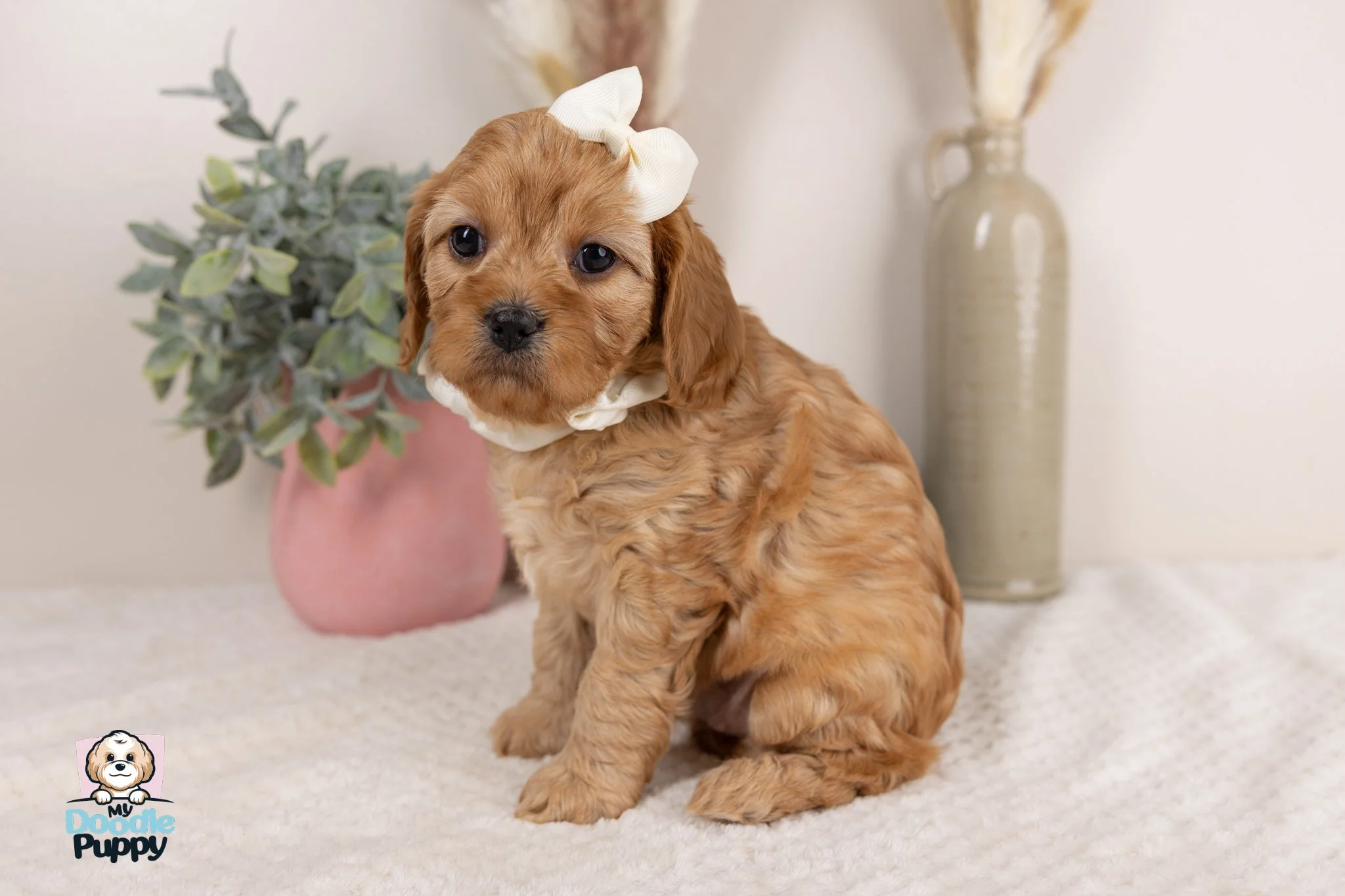 Lady & Buddy's Puppies Have Arrived! — My Doodle Puppy