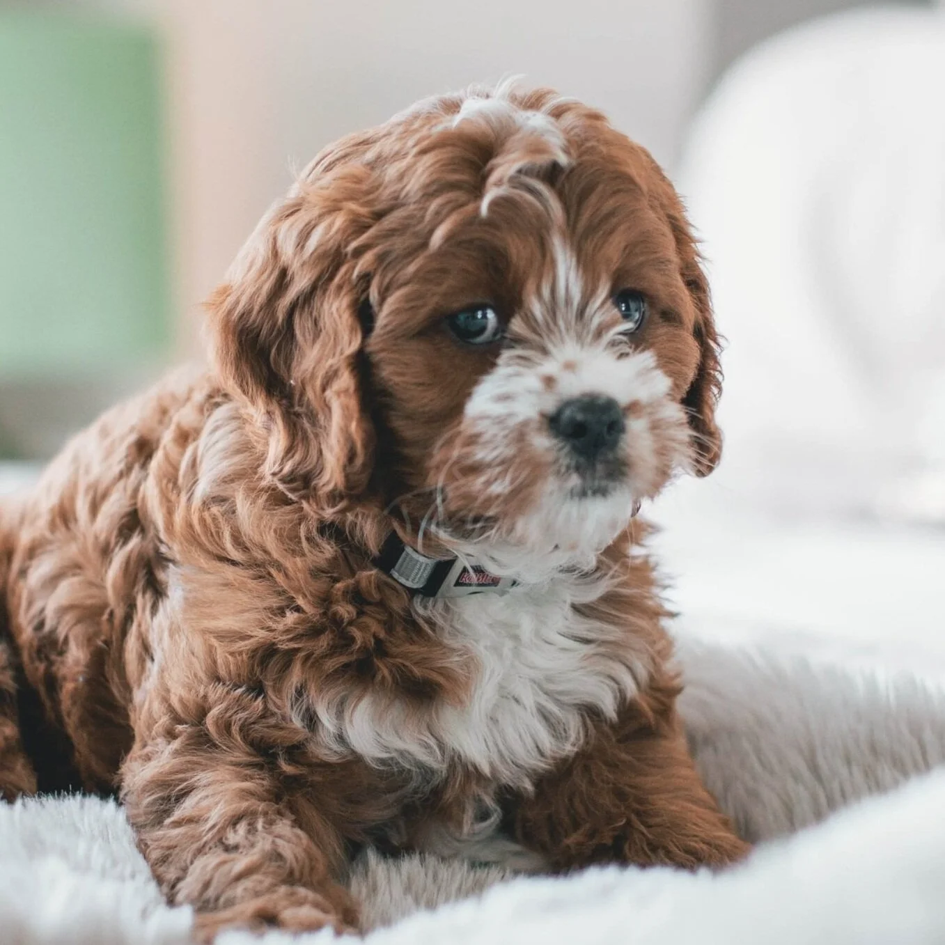 Cavapoo Puppies For Sale - 10 Year Health Guarantee — My Doodle Puppy