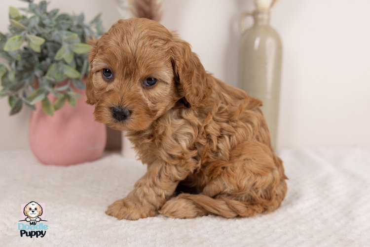 Lady & Buddy's Puppies Have Arrived! — My Doodle Puppy