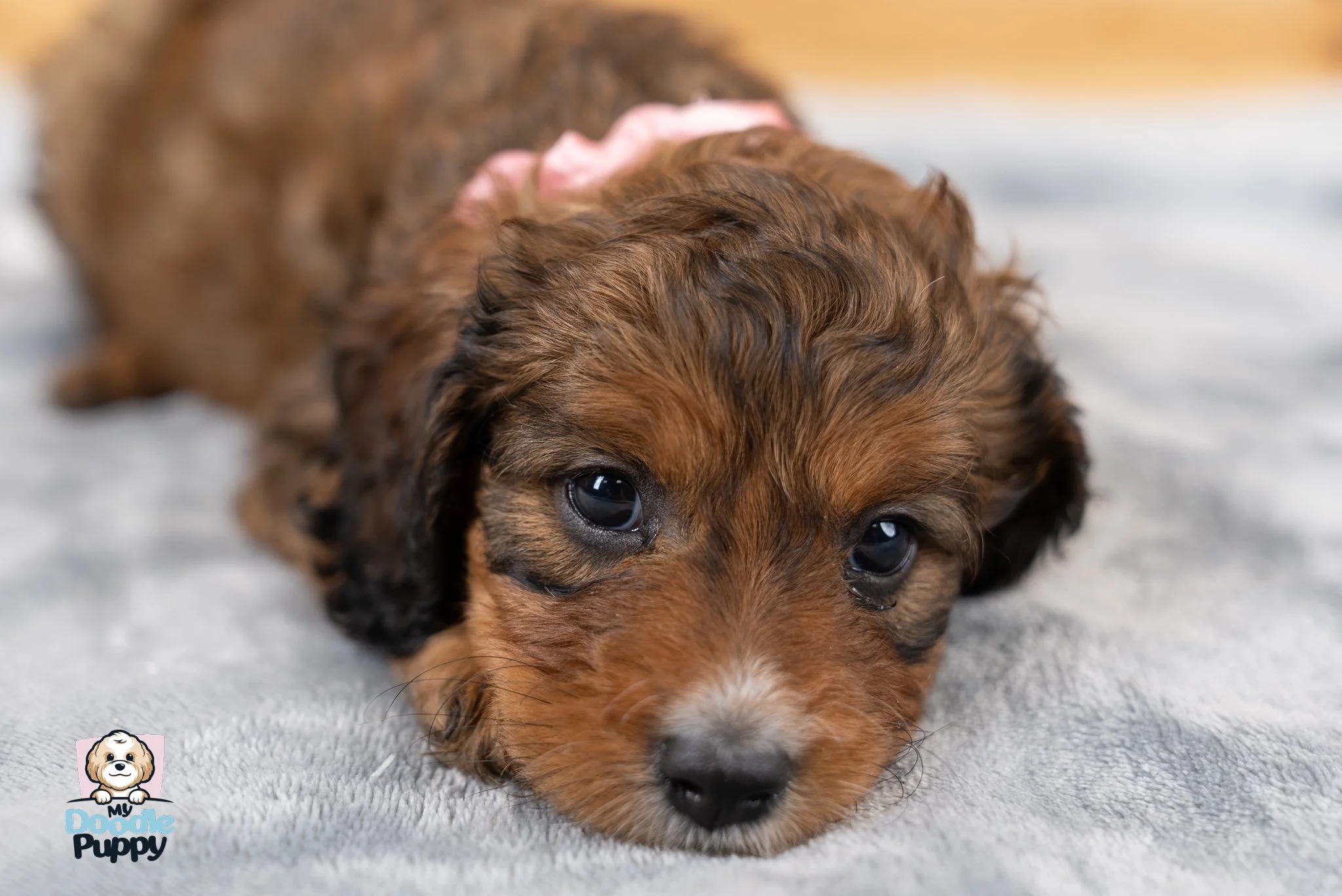 Cavapoo Dog Breed characteristics, pictures, facts and more — My Doodle ...