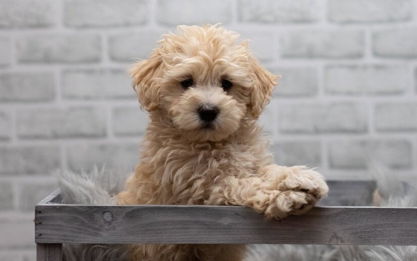 Full Maltipoo Breed Information and FAQs — My Doodle Puppy