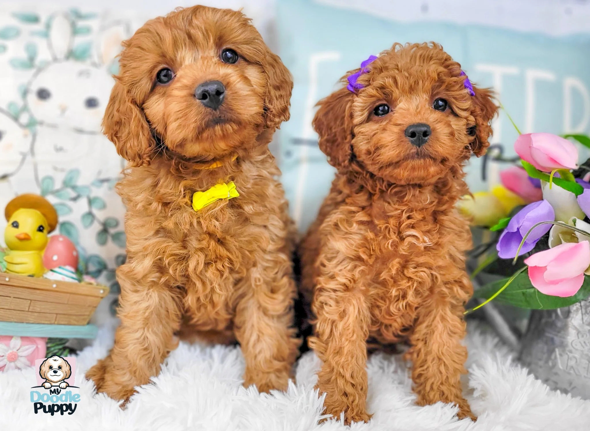 Cavapoo Puppies For Sale - 10 Year Health Guarantee — My Doodle Puppy