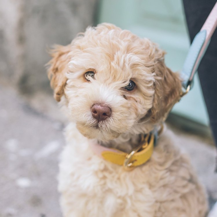 Cockapoo Puppies For Sale - 10 Year Health Guarantee, Obedience ...