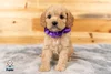 Cavapoo Dog Breed characteristics, pictures, facts and more — My Doodle ...