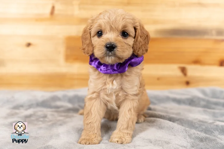 Cavapoo Dog Breed characteristics, pictures, facts and more — My Doodle ...