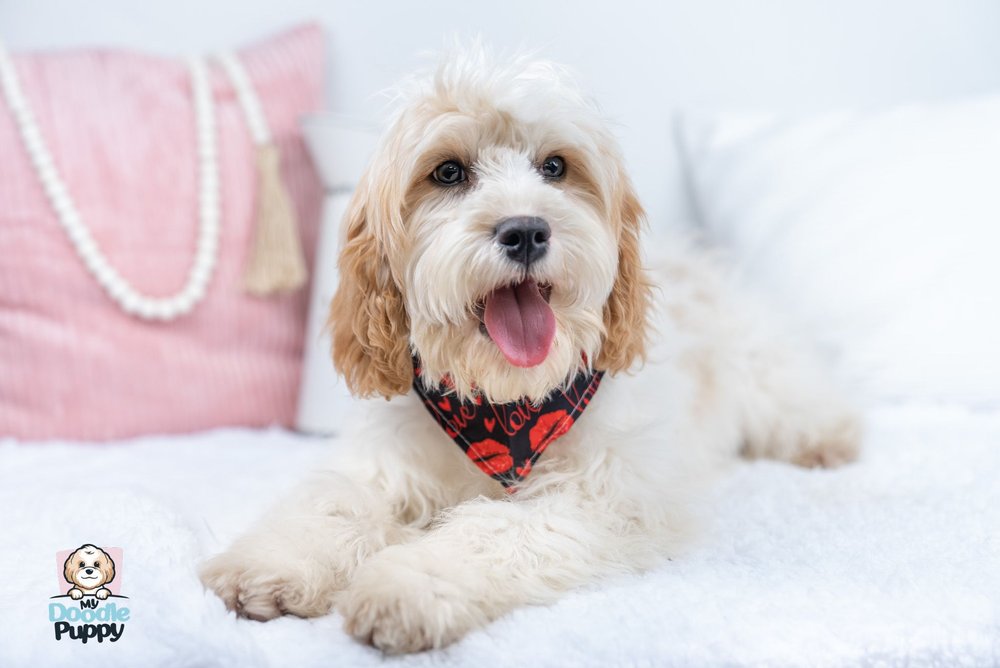 Cavapoo Full Grown Sizes: The Ultimate Guide (Pictures Included!) — My ...