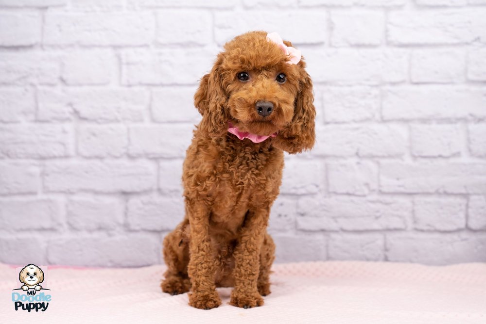 Cavapoo Full Grown Sizes: The Ultimate Guide (Pictures Included!) — My ...