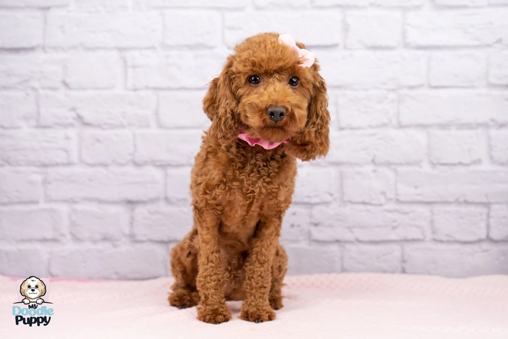 Cavapoo Full Grown Sizes: The Ultimate Guide (Pictures Included!) — My ...