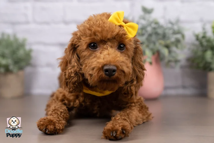 Cavapoo Full Grown Sizes: The Ultimate Guide (Pictures Included!) — My ...