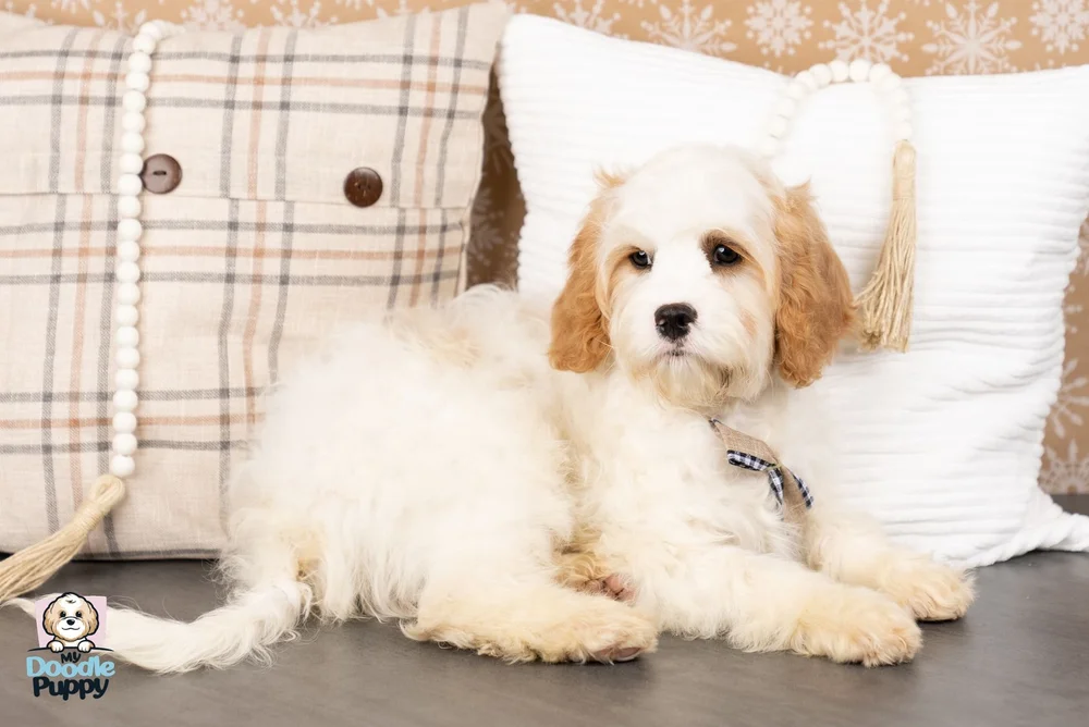 Cavapoo Full Grown Sizes: The Ultimate Guide (Pictures Included!) — My ...