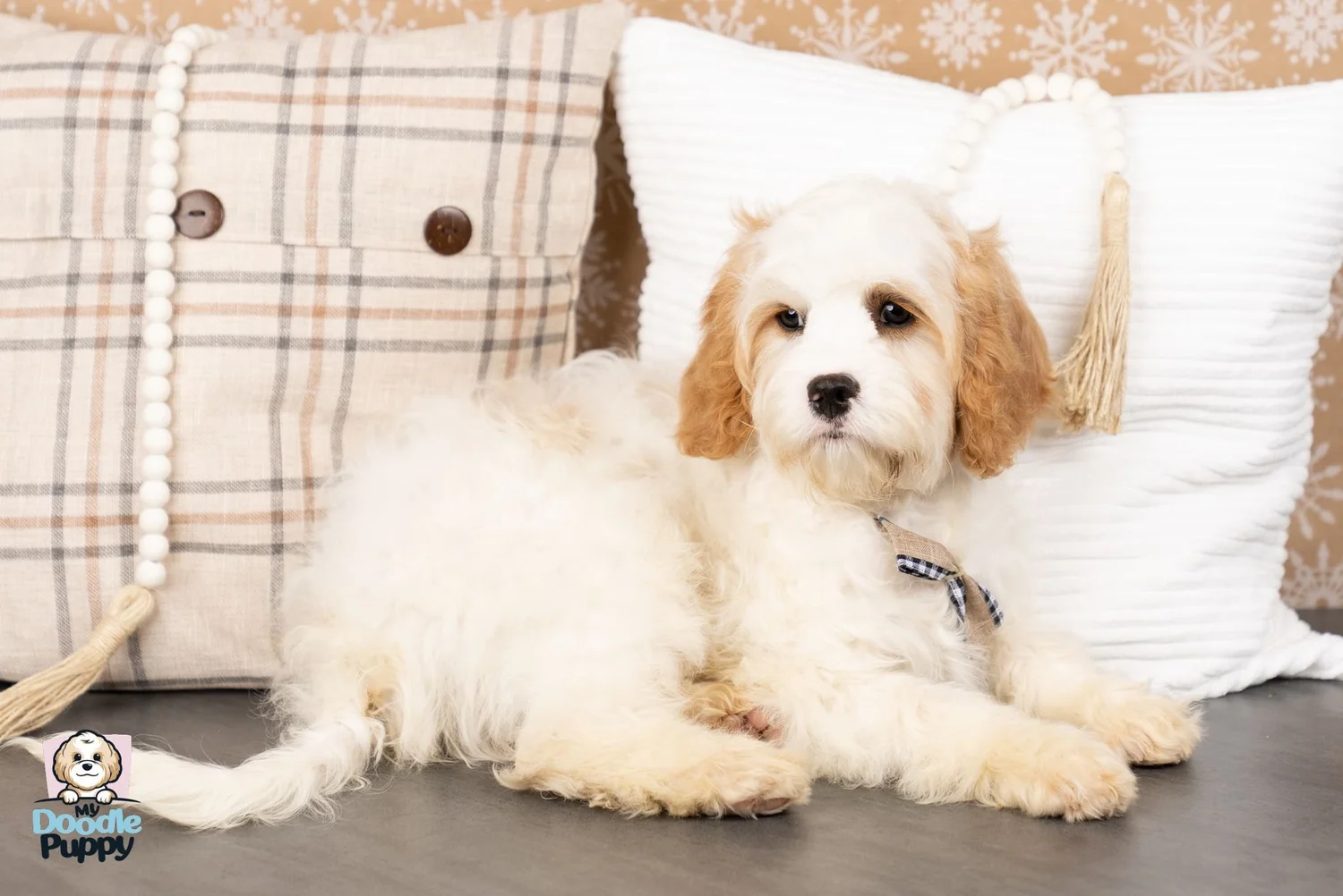 Cavapoo Full Grown Sizes: The Ultimate Guide (Pictures Included!) — My ...