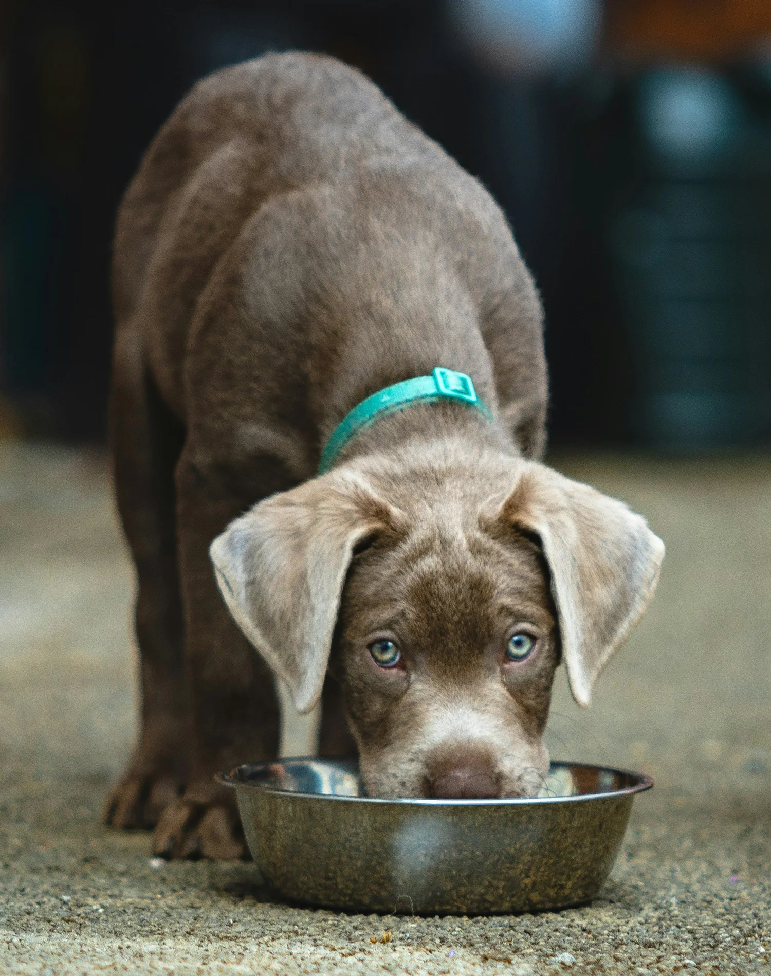 Can Dogs Drink Soda? Everything You Need to Know — My Doodle Puppy