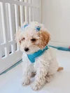 Grooming Guide For New Cavapoo Owners — My Doodle Puppy