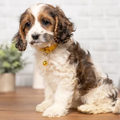 The Ultimate Guide to Cockapoo Sizes — My Doodle Puppy