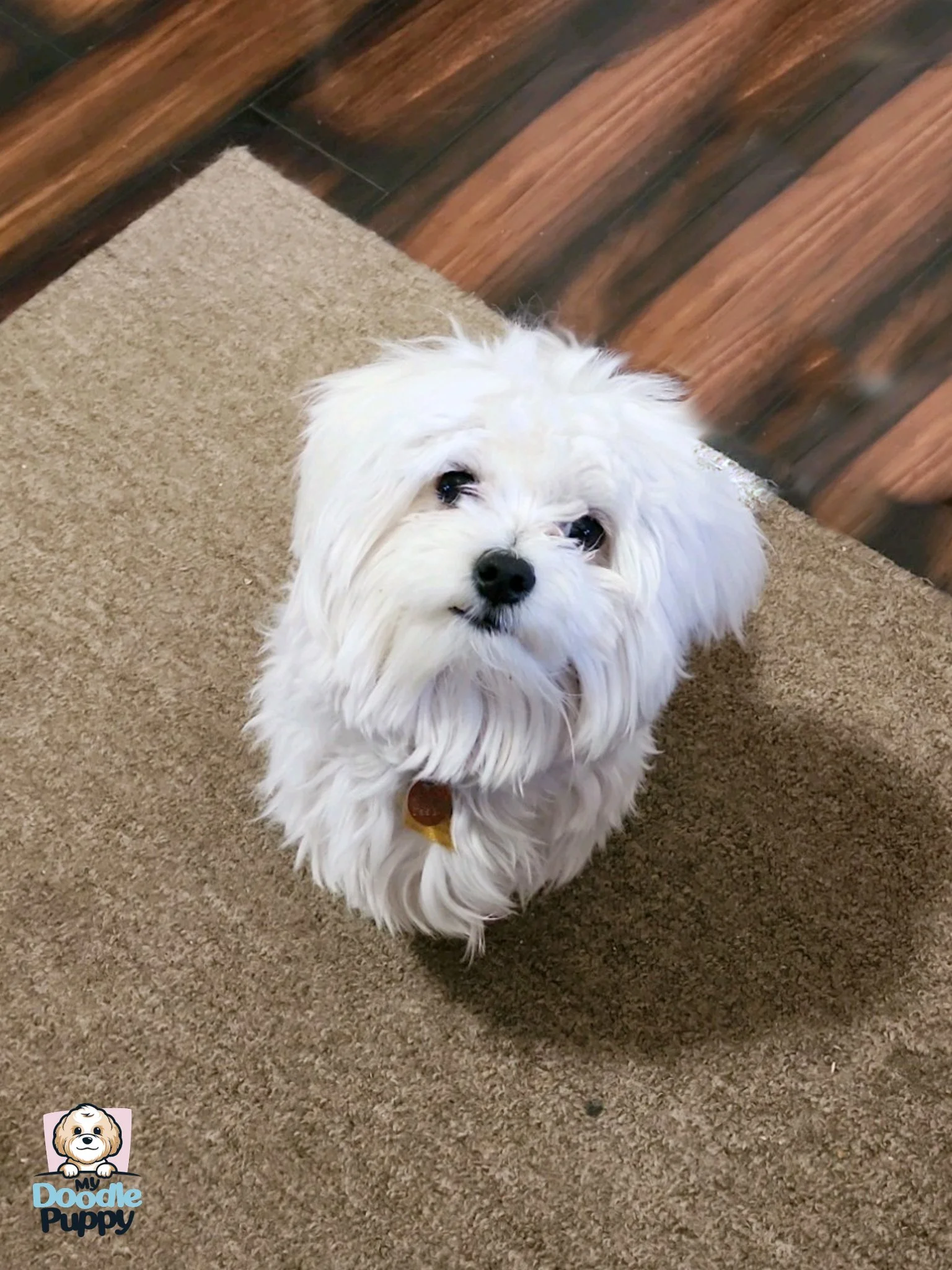 What Kind Of Dog Is Benji As A Puppy