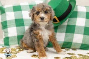 The Ultimate Cockapoo Color Guide — My Doodle Puppy