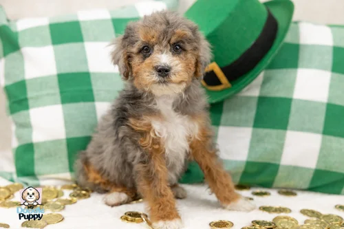 The Ultimate Cockapoo Color Guide — My Doodle Puppy