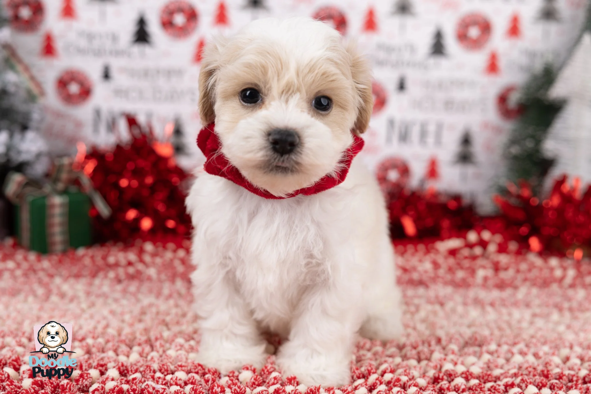 Chester is a trained Maltipoo — My Doodle Puppy