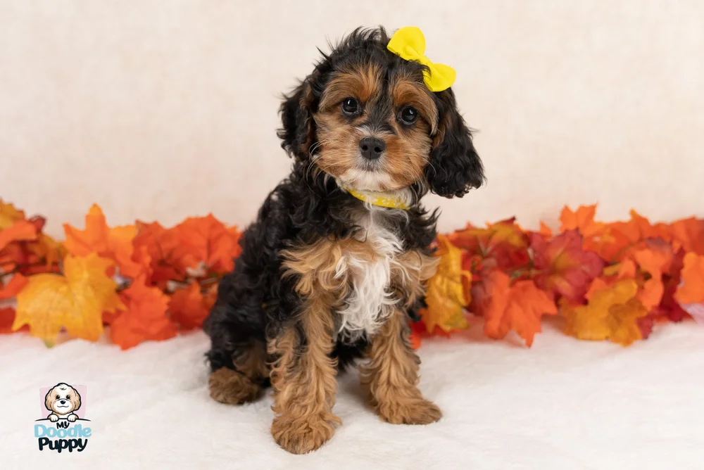 Cavapoo Dog Breed characteristics, pictures, facts and more — My Doodle ...