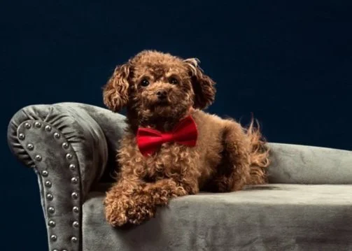 Red Maltipoo Guide: Rare Color, Price, Care & Personality Traits — My ...