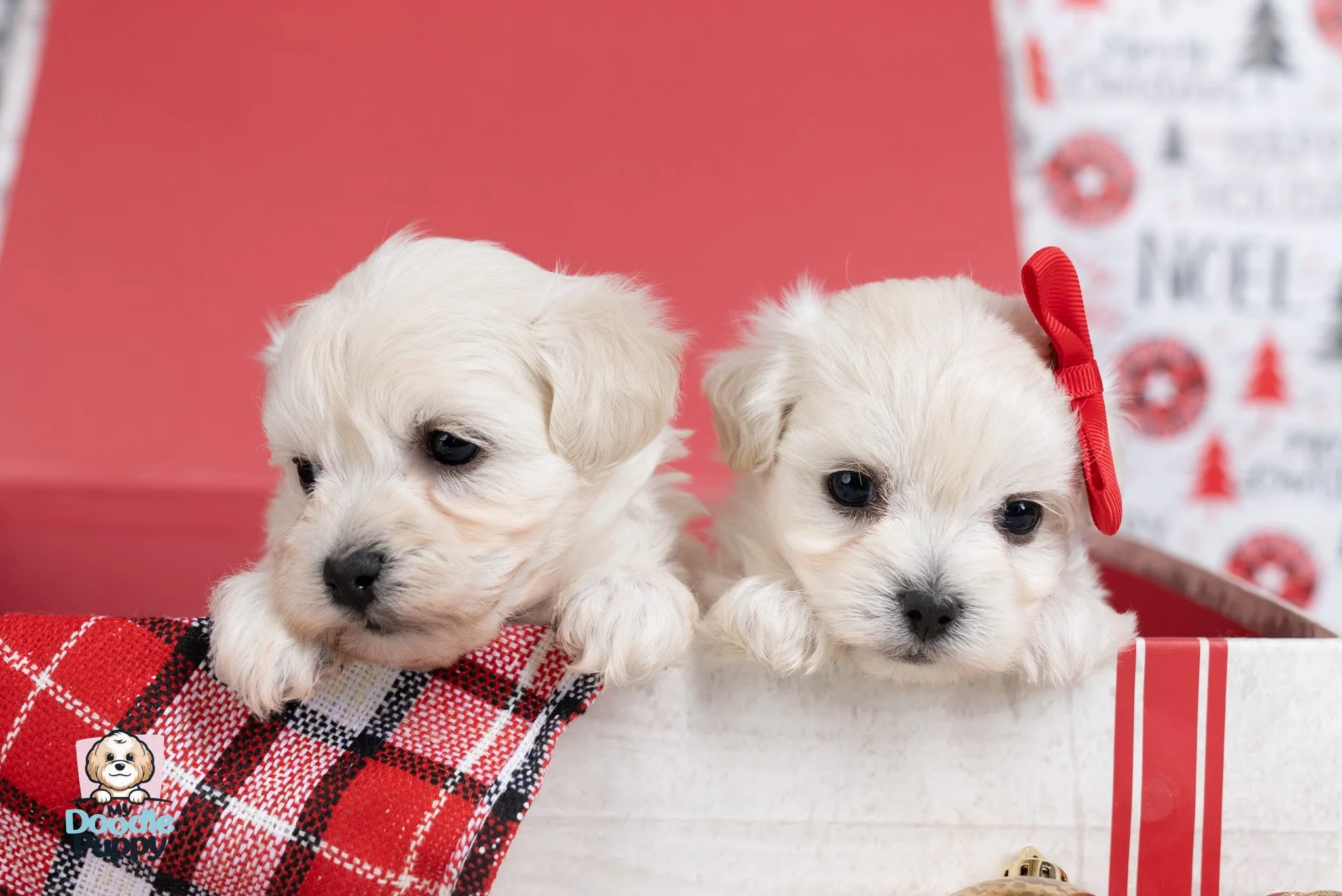 Cavapoo Full Grown Sizes: The Ultimate Guide — My Doodle Puppy