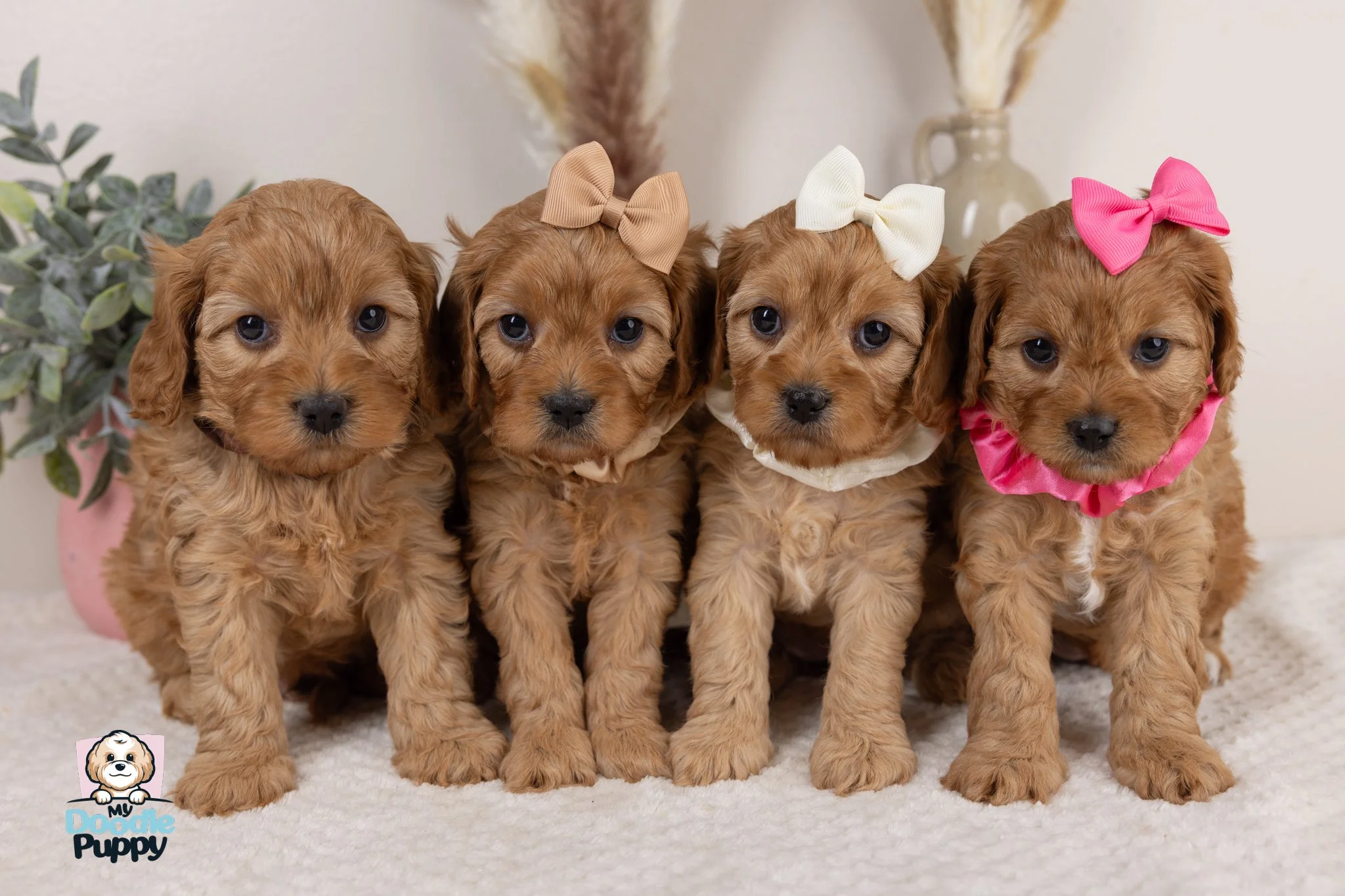 Lady & Buddy's Puppies Have Arrived! — My Doodle Puppy