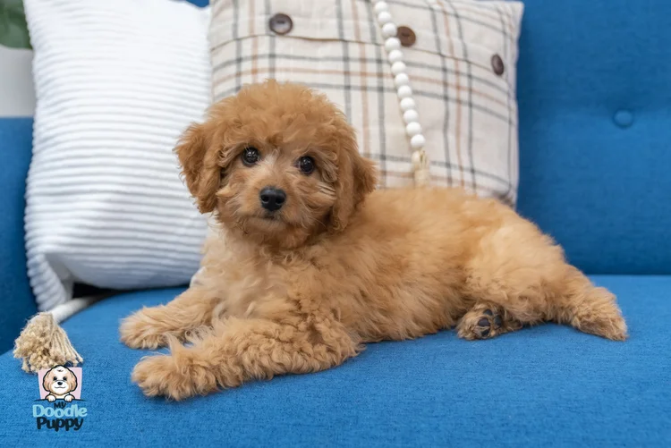 Cavapoo Dog Breed characteristics, pictures, facts and more — My Doodle ...