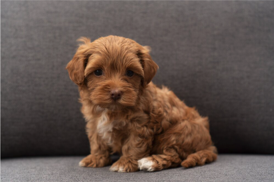 Is Your Maltipoo Overweight? — My Doodle Puppy