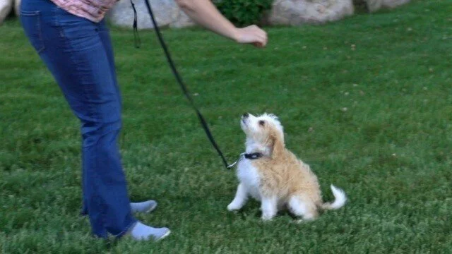 The Ultimate Online Dog Obedience Training Course — My Doodle Puppy