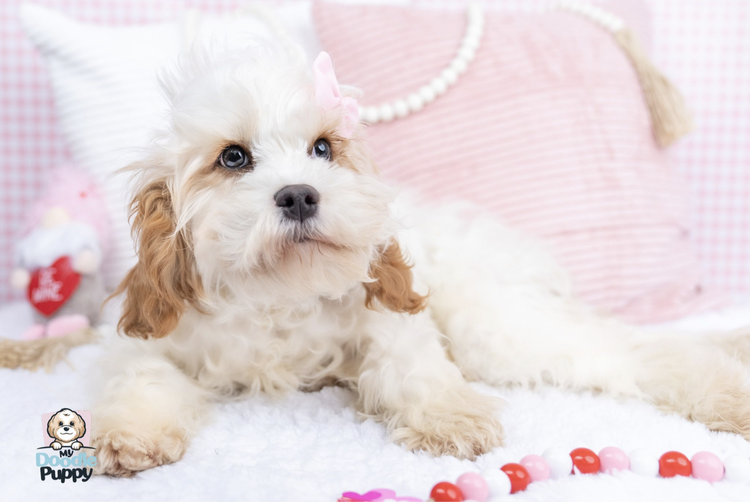 House Training your Cavapoo - A complete guide — My Doodle Puppy