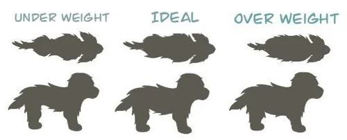 How to Tell if Your Maltipoo is Underweight - What You Should Do About ...
