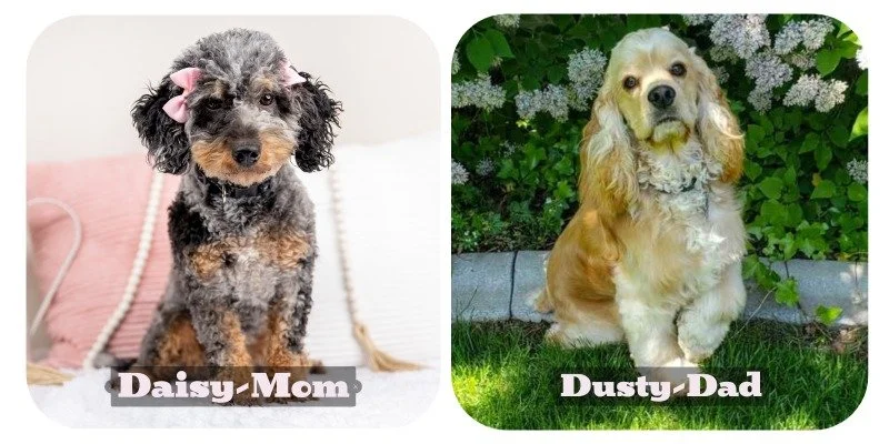 Cockapoo Puppies For Sale - 10 Year Health Guarantee, Obedience ...