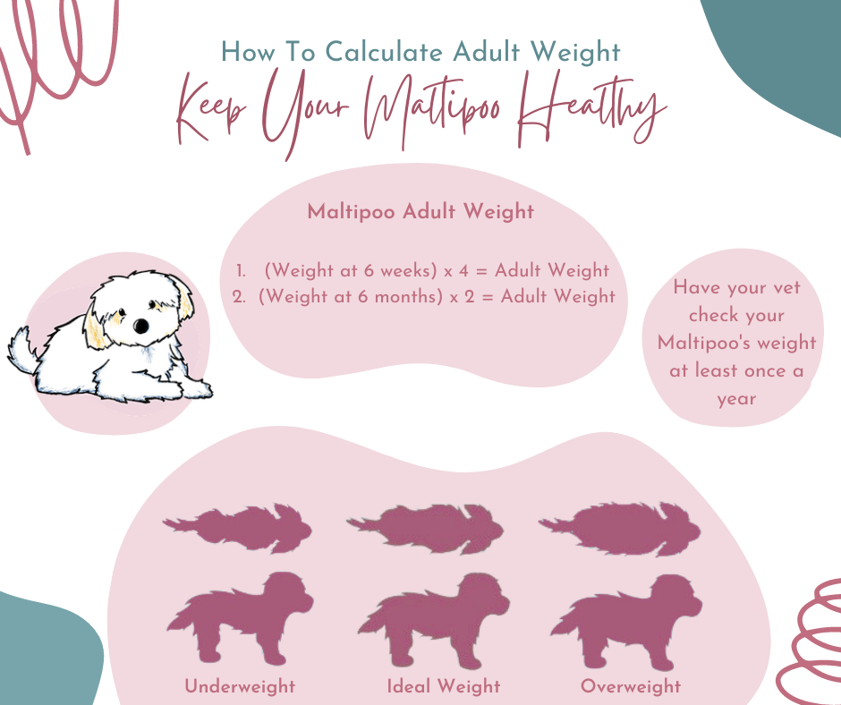 My Maltipoo is Bigger Than Expected! — My Doodle Puppy