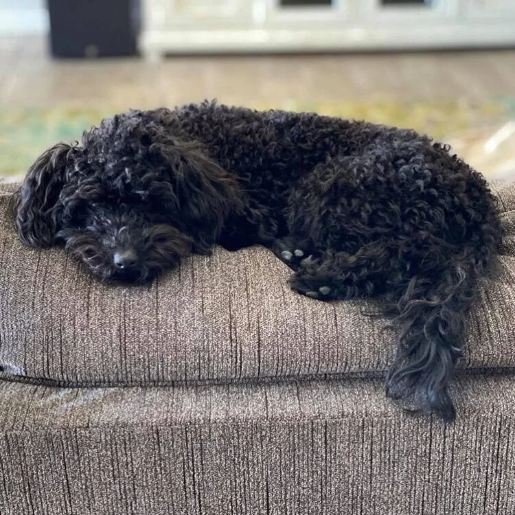 How to Calm a Hyper Maltipoo — My Doodle Puppy