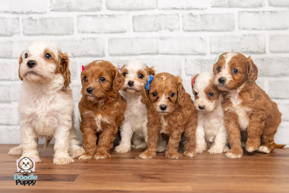 Cavapoo Dog Breed characteristics, pictures, facts and more — My Doodle ...
