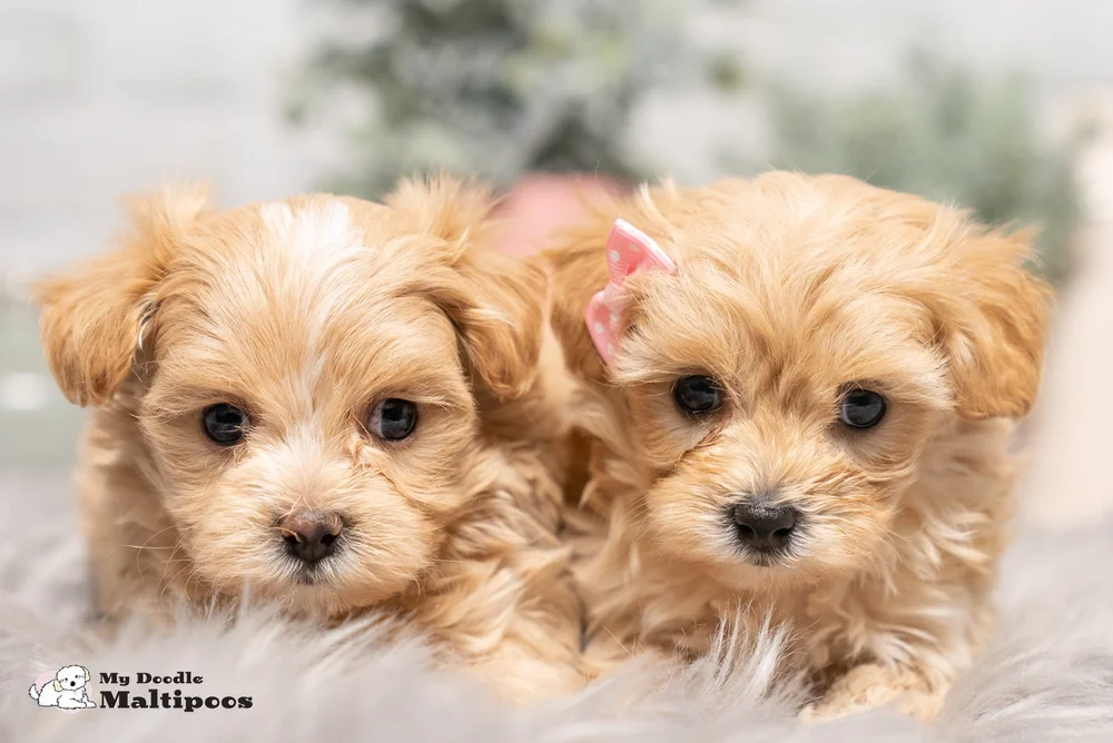 How Much Does a Cockapoo Cost? — My Doodle Puppy